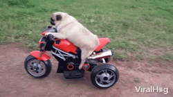 Motorcycle Pug Dog Puppy Cute GIF | GIFDB.com