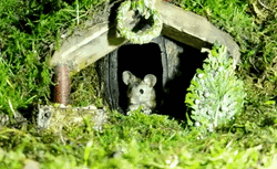 Mouse Hobbit Inspired Home GIF | GIFDB.com