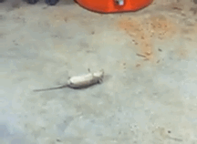 Mouse Push Up Exercise GIF | GIFDB.com