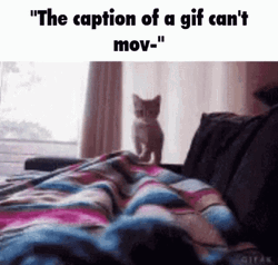 Moving Caption Cat Jump Meme GIF | GIFDB.com