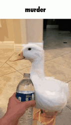 Murder Duck Water Sprayed Loop GIF | GIFDB.com