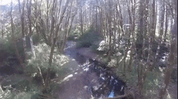Narrow Track Of Swamp GIF | GIFDB.com