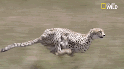 National Geographic Wild Animal Cheetah Running GIF | GIFDB.com