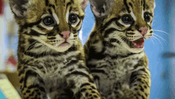 Next Decade Save Ocelots GIF | GIFDB.com