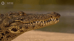 Nile Crocodile Botswana Africa GIF | GIFDB.com