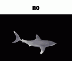 No Meme Funny Shark GIF | GIFDB.com