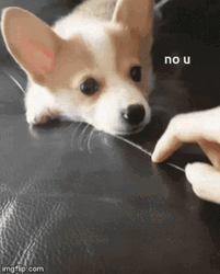 No U Cute Dog Nose Rubbing GIF | GIFDB.com