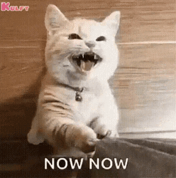 Now 493 X 498 Gif GIF | GIFDB.com