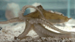 Octopus GIFs | GIFDB.com