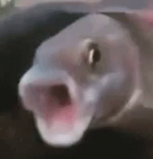 Oh Omg Fish Rattling Scream GIF | GIFDB.com