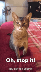 Oh Stop It You Cat GIF | GIFDB.com