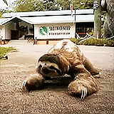 Old Sloth Crawling GIF | GIFDB.com