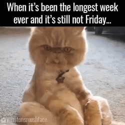 Only Wednesday Longest Week Grumpy Cat GIF | GIFDB.com