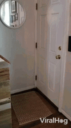Open The Door Dog GIF | GIFDB.com