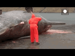 Opening The Whale GIF | GIFDB.com
