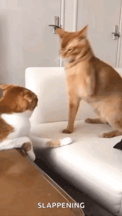 Orange Cat Cat Hitting Cat Gif GIF | GIFDB.com