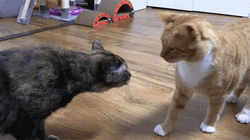 Orange Cat Slapping Face Black Cat GIF | GIFDB.com