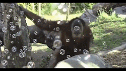 Orangutan Eating Bubbles GIF | GIFDB.com