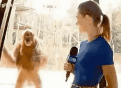 Orangutan Getting Interviewed GIF | GIFDB.com