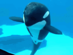Orca Jumping Gif