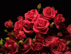Overflowing Glittery Red Roses GIF | GIFDB.com