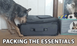 Packing The Essentials GIF | GIFDB.com