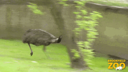 Panic Running Away Bird Brookfield Zoo GIF | GIFDB.com
