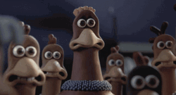 Panicking Chickens Trying To Stay Calm GIF | GIFDB.com