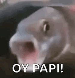 Papi Open Mouth Fish GIF | GIFDB.com
