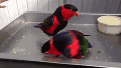 Party Parrots Jumping And Dancing To Music GIF | GIFDB.com