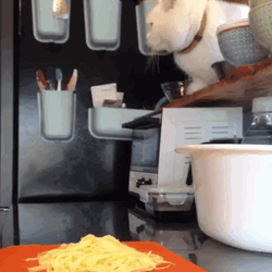 Pasta Thief Cat GIF | GIFDB.com