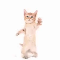 Paw Grabbing Dancing Cat Meme GIF | GIFDB.com