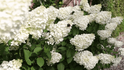 Pee Gee Hydrangea Flower GIF | GIFDB.com
