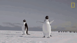 Penguin Freeze To Death GIF | GIFDB.com
