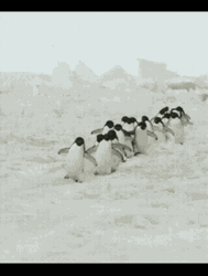 Sashay Sassy Walking GIF | GIFDB.com