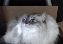Persian Cat Scratching GIF | GIFDB.com