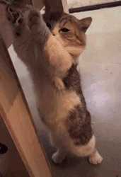 Persistent Cute Kitten GIF | GIFDB.com