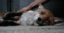 Petting Japanese Red Fox GIF | GIFDB.com