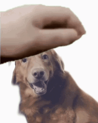 Petting Shy Brown Dog GIF | GIFDB.com