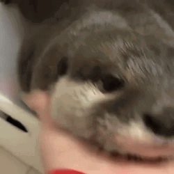 Petting The Cute Sea Otter GIF | GIFDB.com