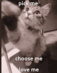 Pick Me Choose Me And Love Me GIF | GIFDB.com