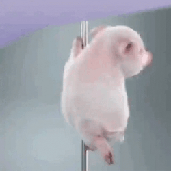 Pig GIFs | GIFDB.com