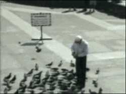 Pigeon Attack GIF | GIFDB.com