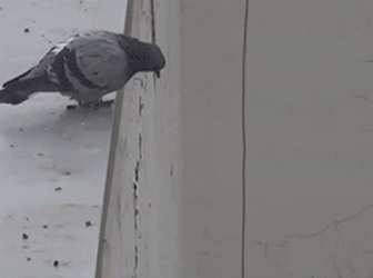 Pigeon Falling Meme GIF | GIFDB.com