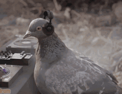 Pigeon Stream Digi Byte GIF | GIFDB.com
