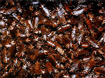 Pile Of Live Roaches GIF | GIFDB.com