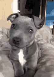 Lovable Pitbull GIF | GIFDB.com
