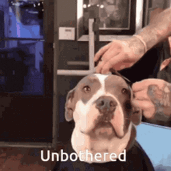 Funny Pitbull Wallpaper Gif - Infoupdate.org
