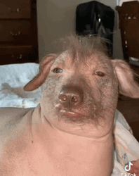 Pity Ugly Dog Face GIF | GIFDB.com
