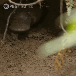 Platypus Digging Hole GIF | GIFDB.com